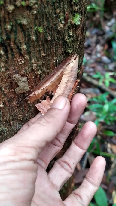 Gemor: Tanaman Asli Gambut dengan Banyak Manfaat | Pantau Gambut